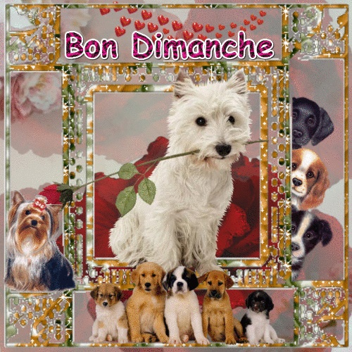 Bon Dimanche GIFs - 90 images animées gratuitement! – USAGIF.com