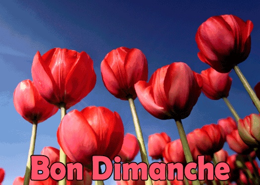 Bon Dimanche GIFs - 90 images animées gratuitement! – USAGIF.com