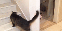 Attackerande katter GIF-bilder