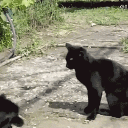 Attackerande katter GIF-bilder