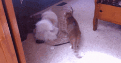 Attackerande katter GIF-bilder