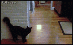 Attackerande katter GIF-bilder