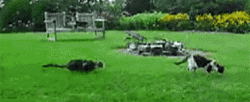 Attackerande katter GIF-bilder