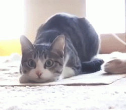 Attackerande katter GIF-bilder