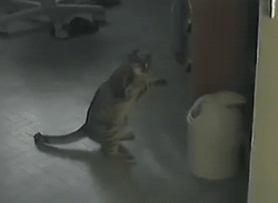 Attackerande katter GIF-bilder