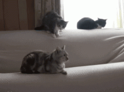 Attackerande katter GIF-bilder