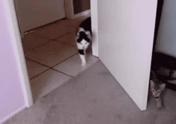Attackerande katter GIF-bilder