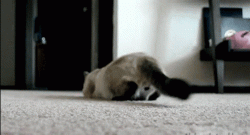 Attackerande katter GIF-bilder