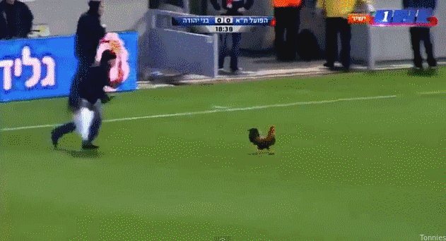 Funny Sports GIFs 105 Animated GIF Pictures
