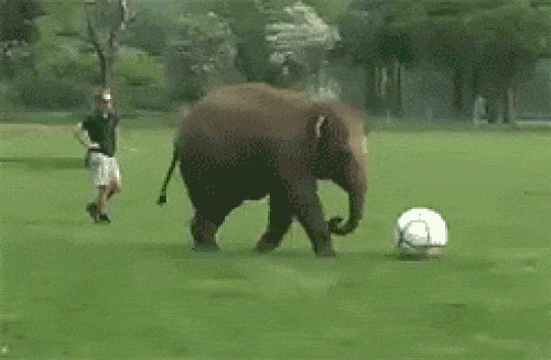Funny Sports GIFs 105 Animated GIF Pictures