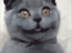 Happy Cat GIFs - 35 Animated Images of Cats in Joy