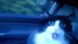 Happy Cat GIFs - 35 Animated Images of Cats in Joy