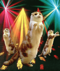 Happy Cat GIFs - 35 Animated Images of Cats in Joy
