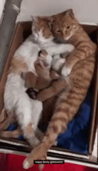 Happy Cat GIFs - 35 Animated Images of Cats in Joy