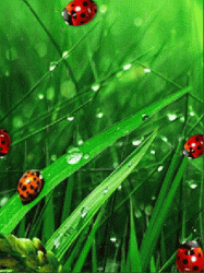 Ladybug GIFs - Animated Images of a Beetle for Good Luck