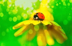 Ladybug GIFs - Animated Images of a Beetle for Good Luck