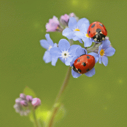 Ladybug GIFs - Animated Images of a Beetle for Good Luck