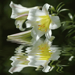 Lilien auf GIFs - Schöne Blumensträuße, Blumen und Hintergründe