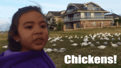Look at all those chickens GIFs - 12 Animated Images From That Video