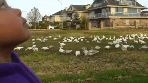 Look at all those chickens GIFs - 12 Animated Images From That Video | USAGIF.com