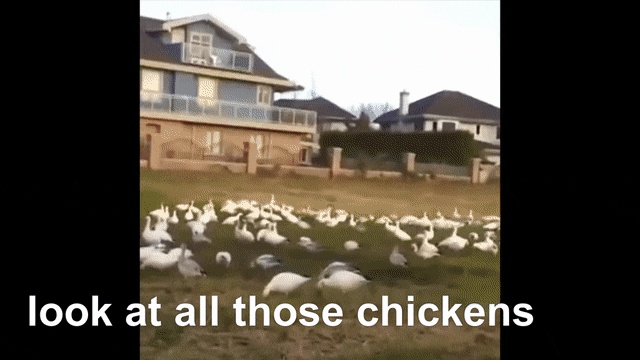 Look at all those chickens GIFs - 12 Animated Images From That Video | USAGIF.com